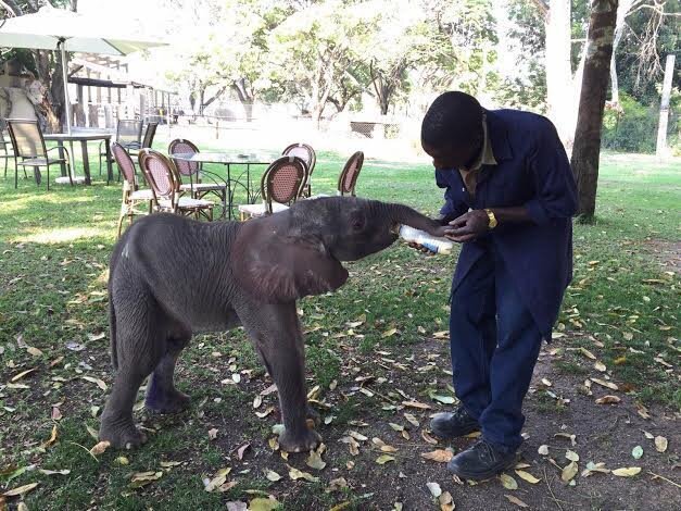 People Discover Tiniest Elephant They've Ever Rescued — All Alone - The ...