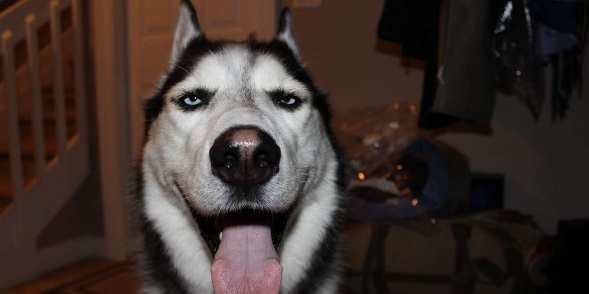 How My Husky, Steel, Became An Internet Star - The Dodo