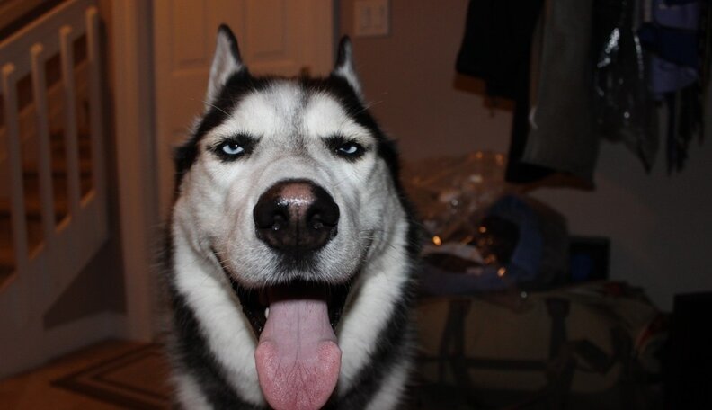 How My Husky, Steel, Became An Internet Star - The Dodo