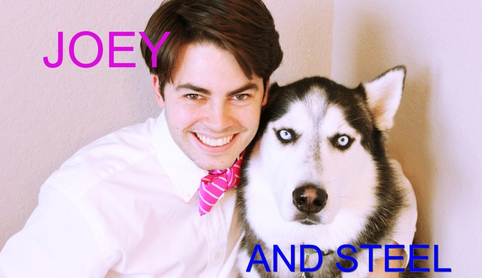 How My Husky, Steel, Became An Internet Star - The Dodo