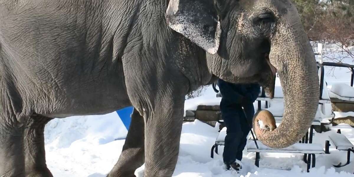 Elephant Stolen From The Wild Has Spent 40 Years In This Zoo - The Dodo