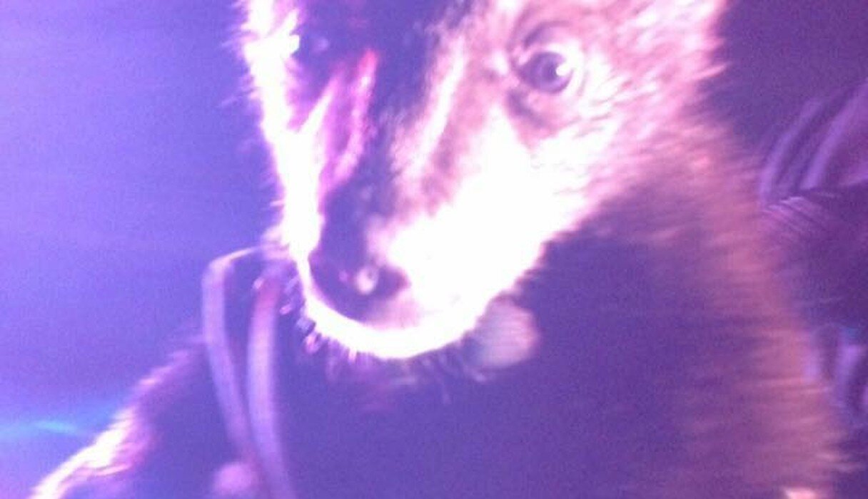 Cop Finds Baby Bear Crying In Woods After He Lost His Family In Car ...