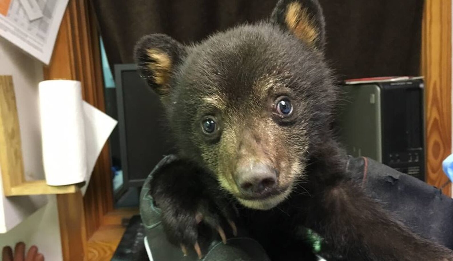 Cop Finds Baby Bear Crying In Woods After He Lost His Family In Car ...