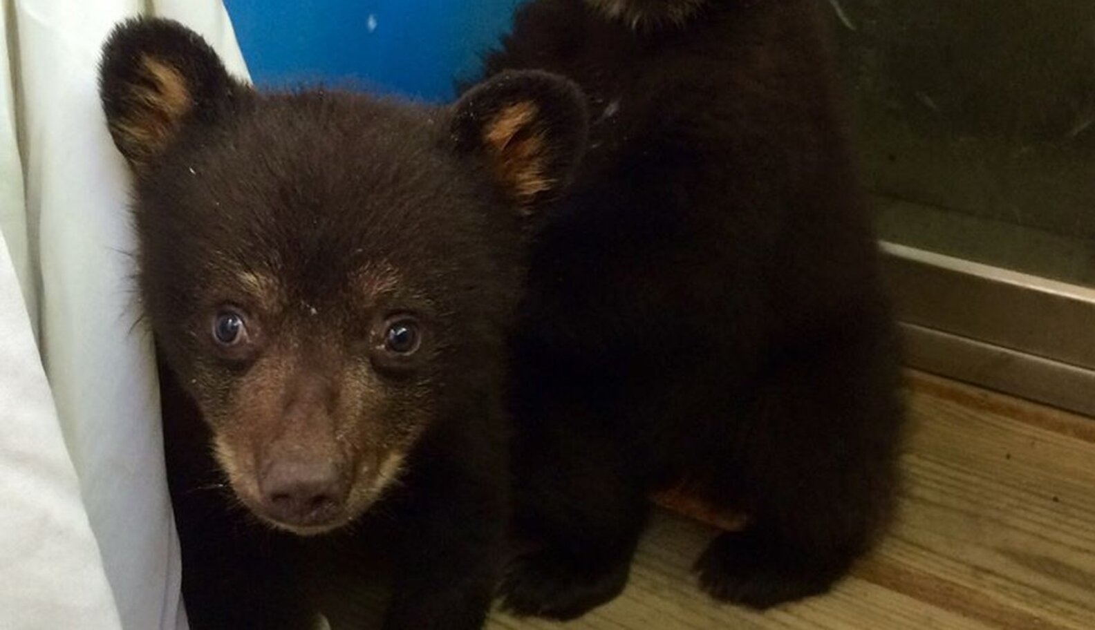 Cop Finds Baby Bear Crying In Woods After He Lost His Family In Car ...