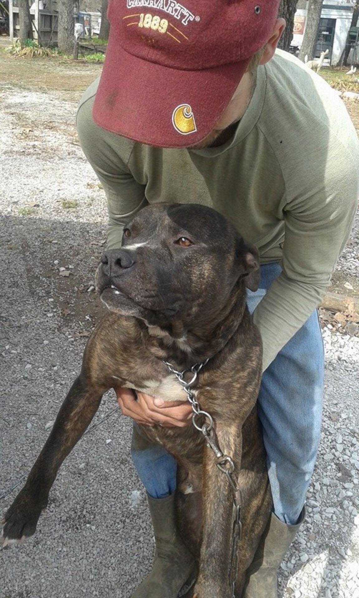 Stray Pit Bulls Were Shot In This Town. Until One Woman Stepped In ...