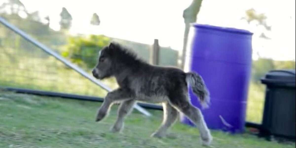 Little Horse Is Committed To Running Around FOREVER - The Dodo