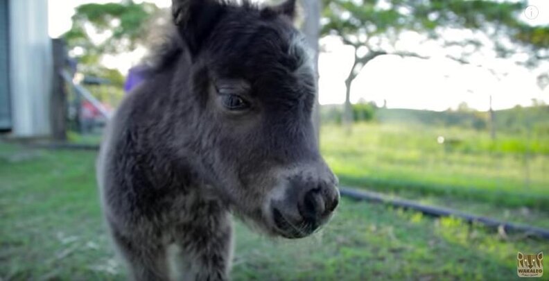 Little Horse Is Committed To Running Around FOREVER - The Dodo