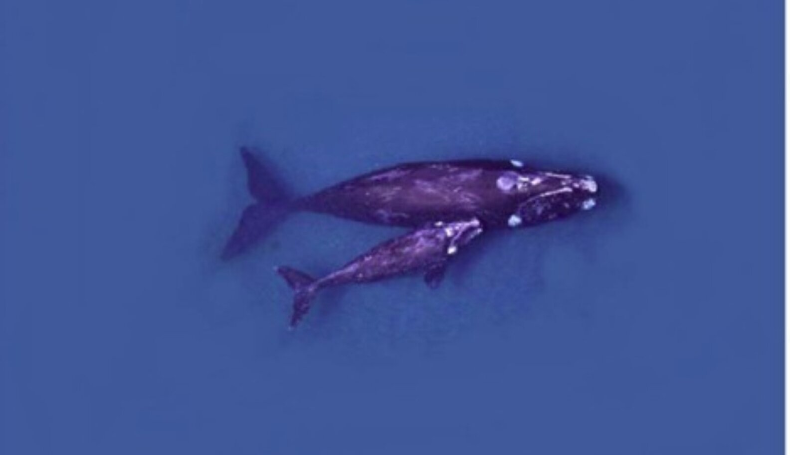 How To Save Whales By Counting Them From Space - The Dodo