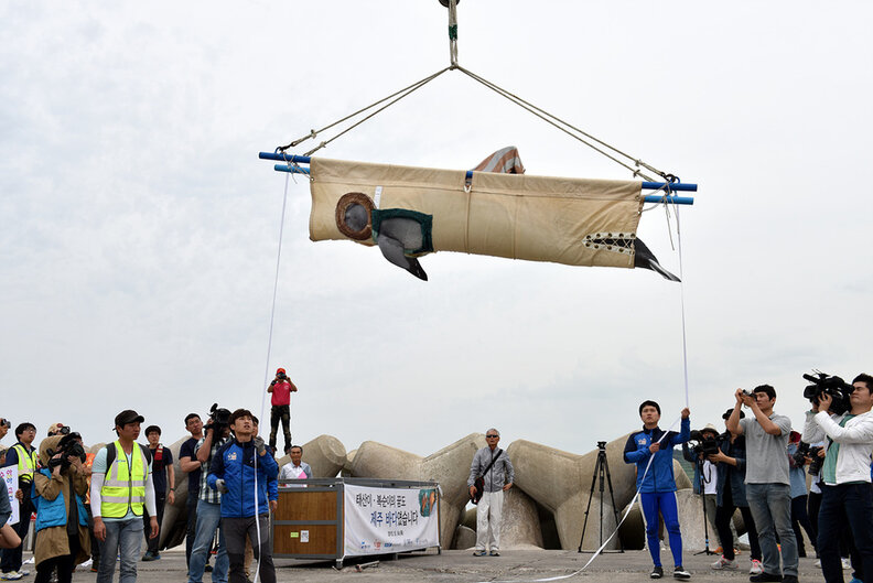 [Photo] Careful move of dolphin back into the wild - The Dodo