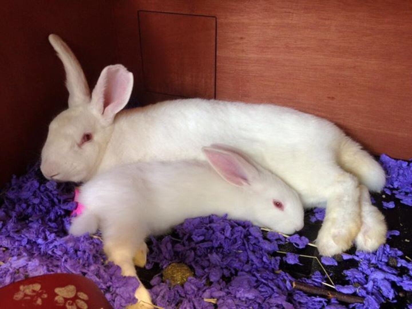 Bunnies Forced Into Painful Lab Tests Finally Learn What Love Feels ...