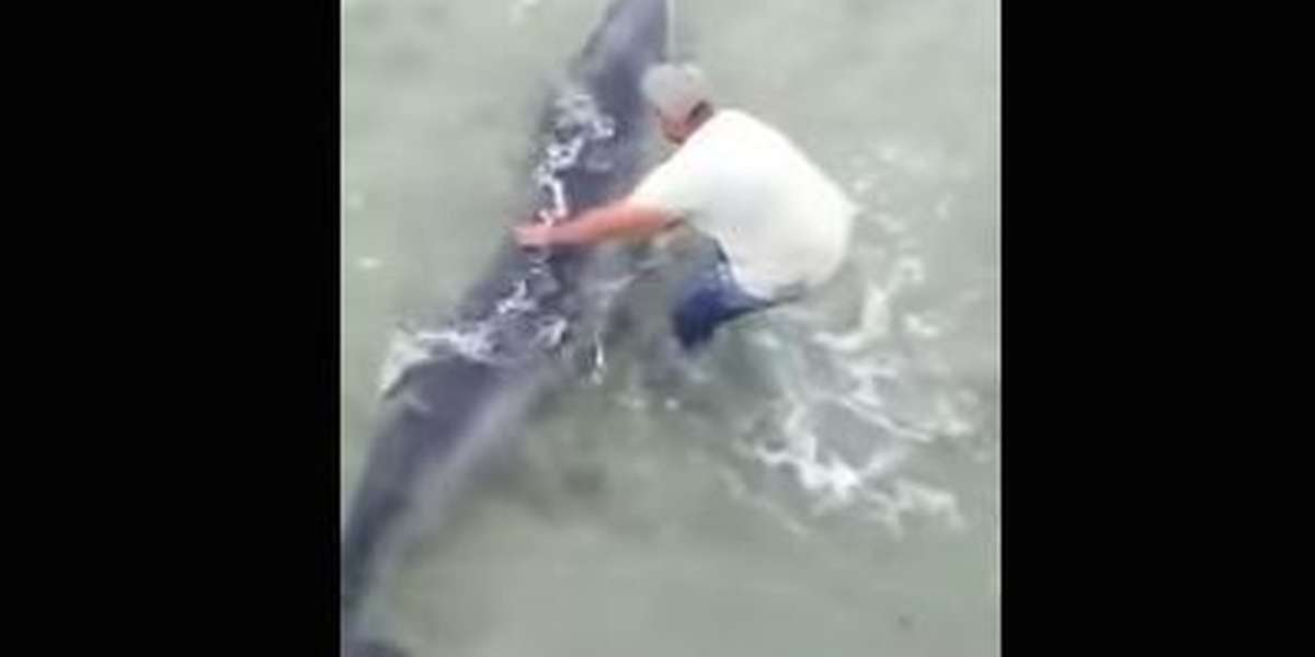 Man Wades Out To Help Confused Whale Back To Sea - The Dodo
