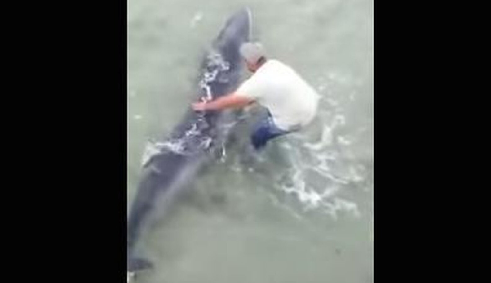 Man Wades Out To Help Confused Whale Back To Sea - The Dodo