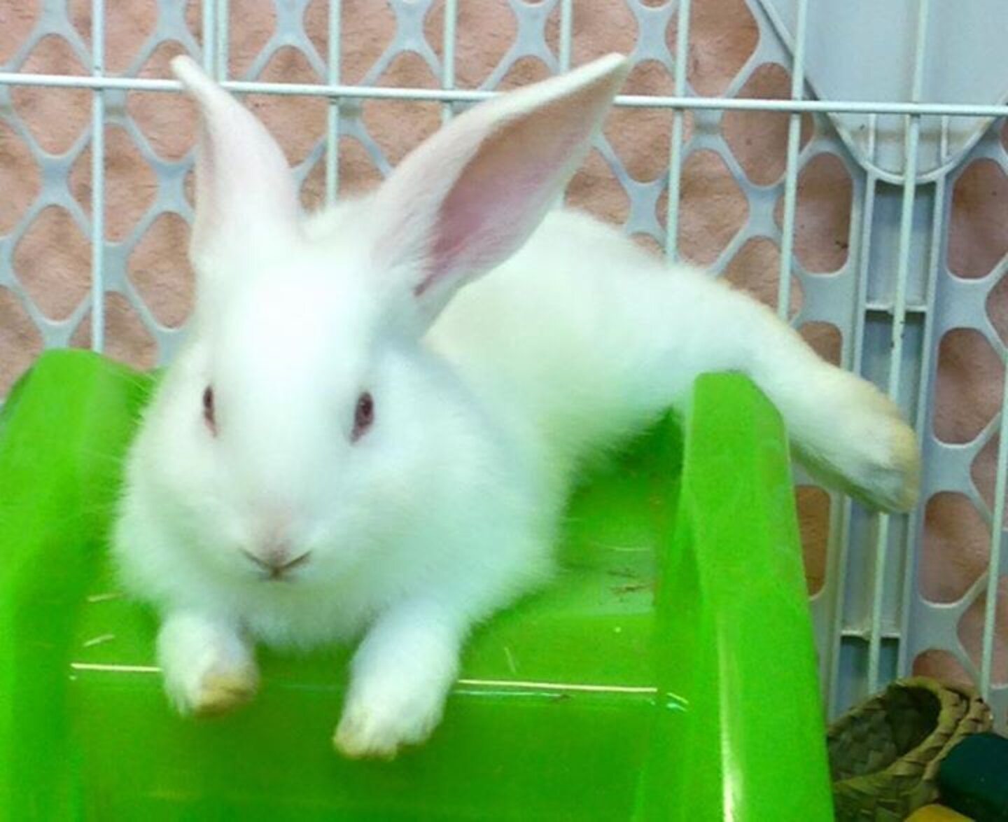 Bunnies Forced Into Painful Lab Tests Finally Learn What Love Feels ...