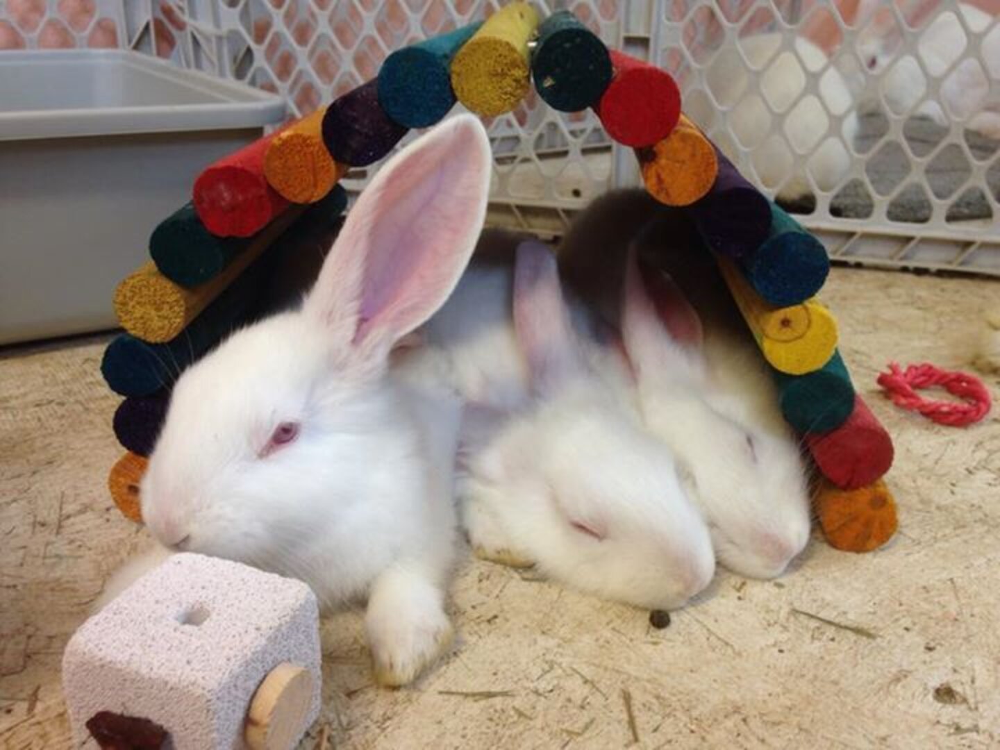 Bunnies Forced Into Painful Lab Tests Finally Learn What Love Feels ...