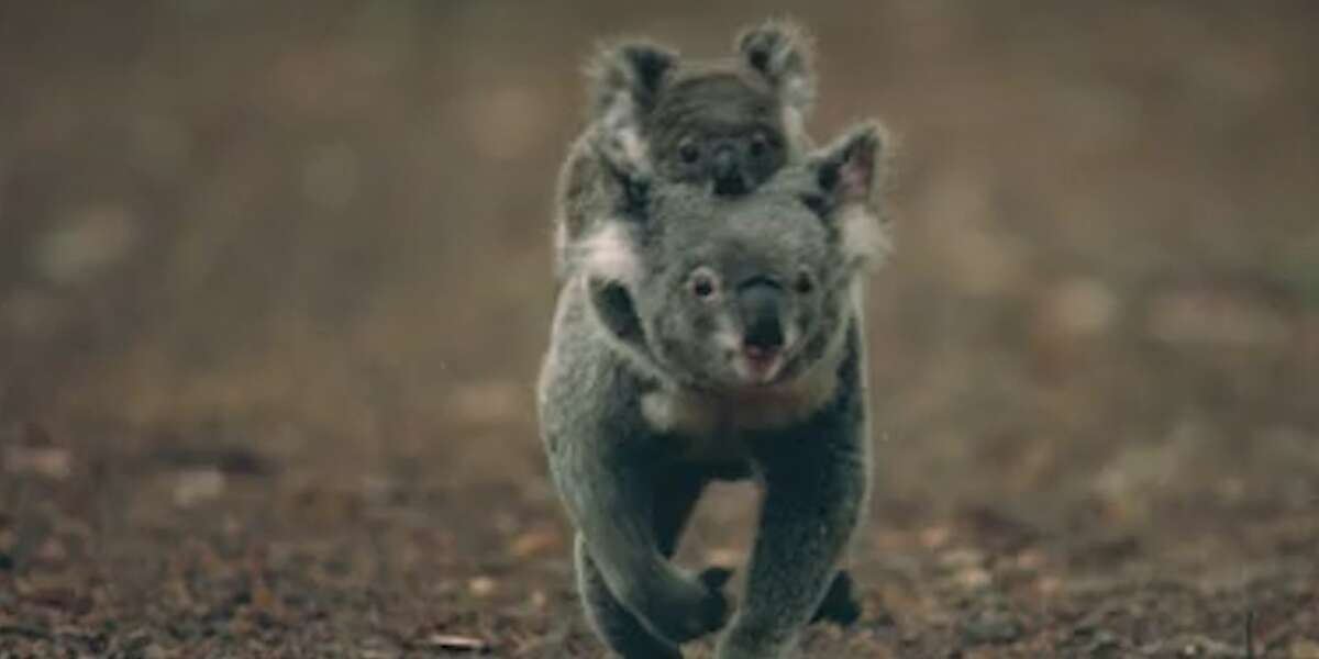 Climate Change Makes World's First Mammal Go Extinct - The Dodo