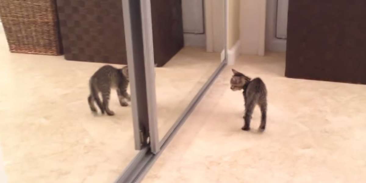 Tough Kitten Battles Ultimate Enemy: His Own Reflection - The Dodo