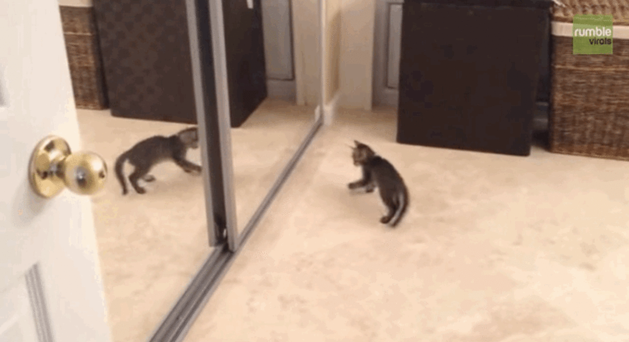 Tough Kitten Battles Ultimate Enemy: His Own Reflection - The Dodo