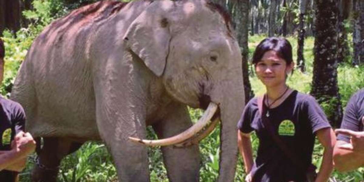 Wildlife Officials Stumble Upon A Rare 'Saber-Toothed' Elephant - The Dodo