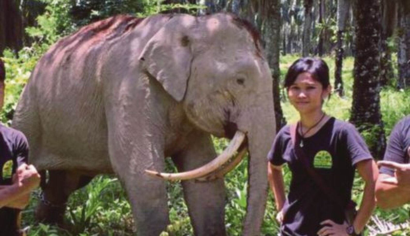 Wildlife Officials Stumble Upon A Rare 'Saber-Toothed' Elephant - The Dodo