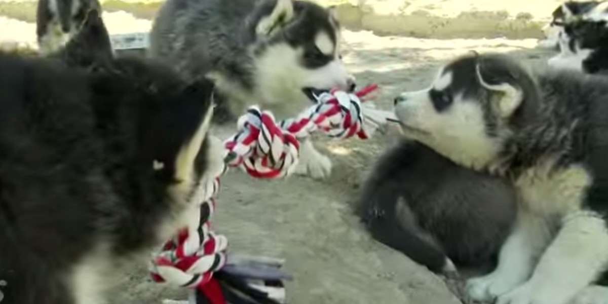Husky Puppies Engage In An Epic Tug-O-War Saga - The Dodo