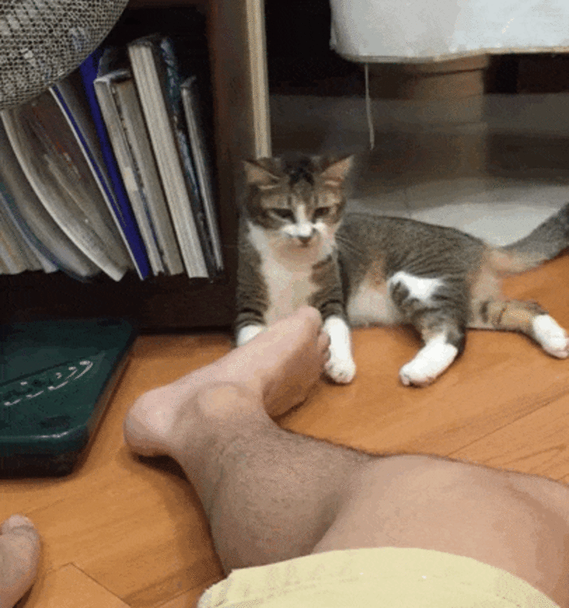Cat Licks Man's Foot, Realizes He's Made Worst Mistake Ever - The Dodo