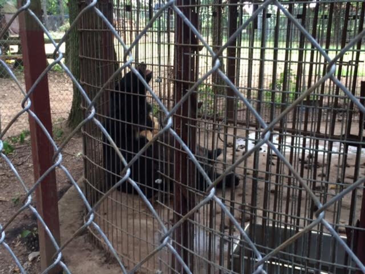 Bear Spent 10 Years In Cage So Small She Became 'Morbidly Obese' - The Dodo