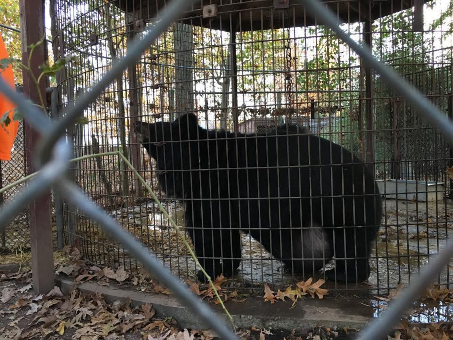 Bear Spent 10 Years In Cage So Small She Became 'Morbidly Obese' - The Dodo