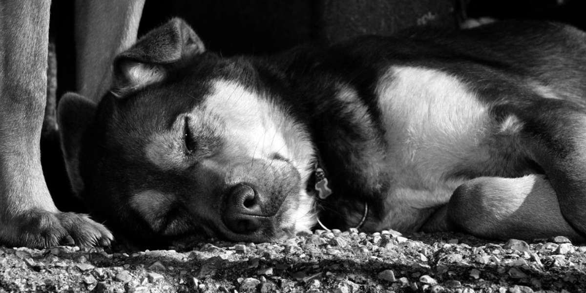 Story Behind The Shot: A Look Inside Shelter Life - The Dodo