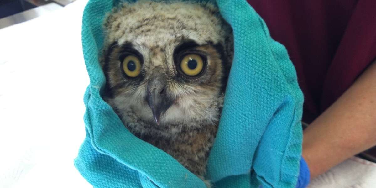 Rescued Baby Owls Adorably Gain Strength In Towel Burritos - The Dodo