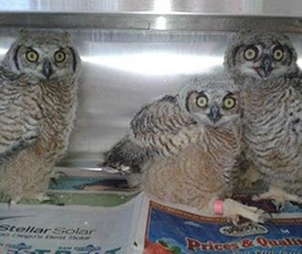 Rescued Baby Owls Adorably Gain Strength In Towel Burritos - The Dodo