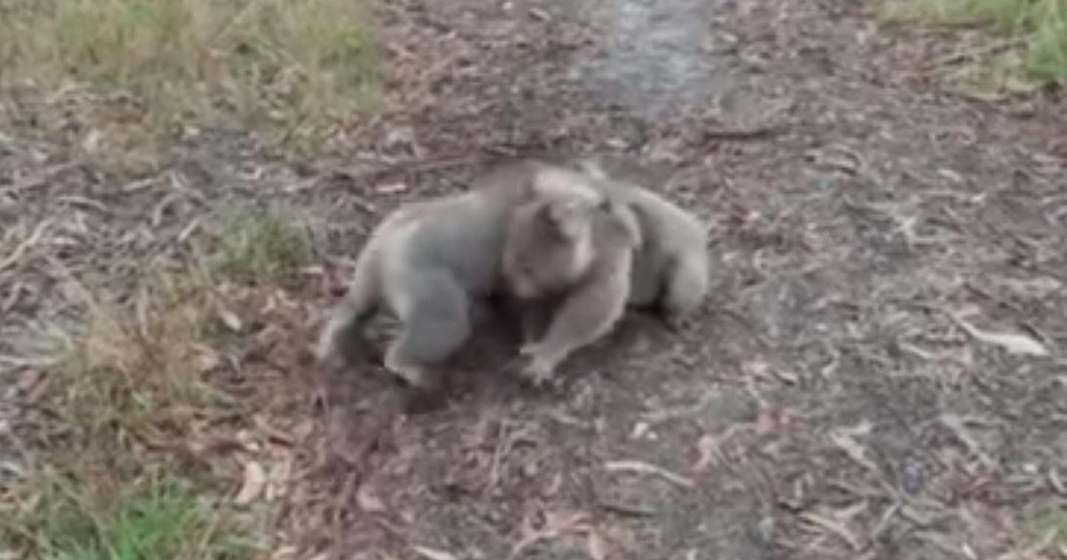 Olympic Coach Awards Wrestling Koalas In Viral Video An 8 10 The Dodo