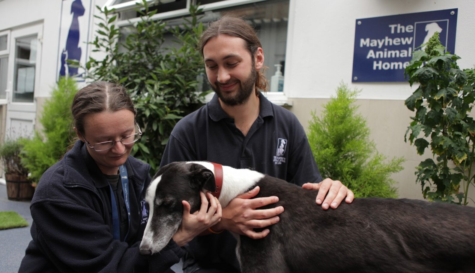 Winning Greyhound Coldly Abandoned After He Got Too Old To Race - The Dodo