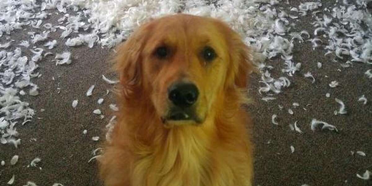 Woman Posts Hilarious Crime Scene Photos Of Her Dogs To Figure Out Who ...