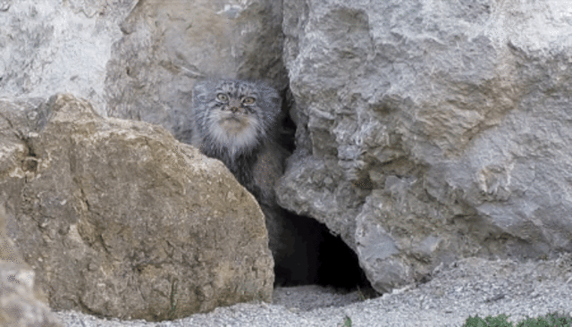 Watch The Earth-Shattering Moment This Pallas's Cat Found A Camera ...