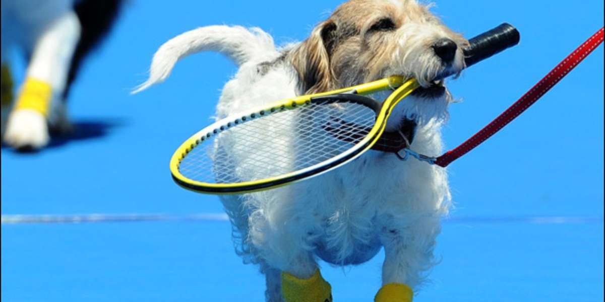 All Tennis Matches Should Have Dogs Instead Of Ball Boys - The Dodo