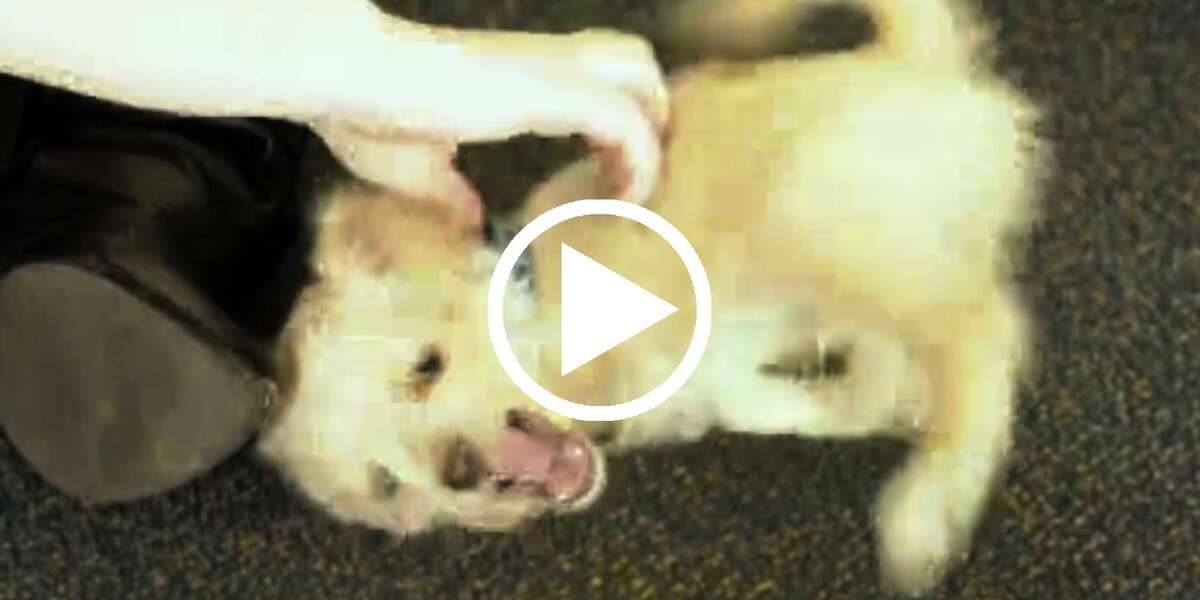 The Story Of Tumbles, The Dog With 2 Legs - The Dodo