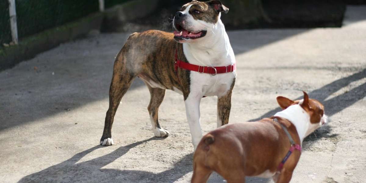 These Adorable Photos of My Dogs Will Make Your Day - The Dodo