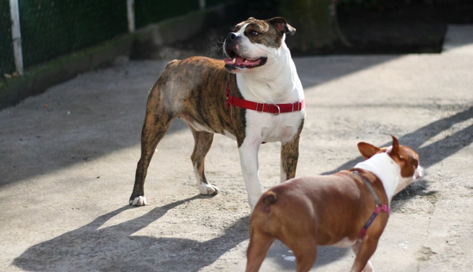 These Adorable Photos of My Dogs Will Make Your Day - The Dodo