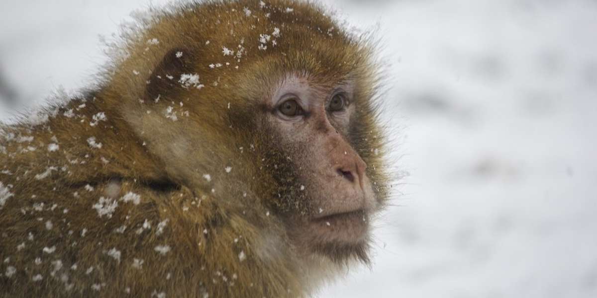 How Japanese Monkeys May Have Been Affected By The Fukushima Disaster ...