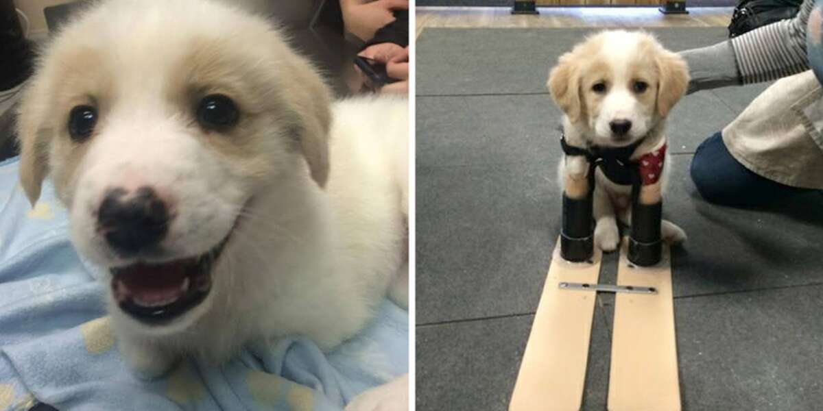2-Legged Puppy Takes First Steps Thanks To These Special Skis - The Dodo