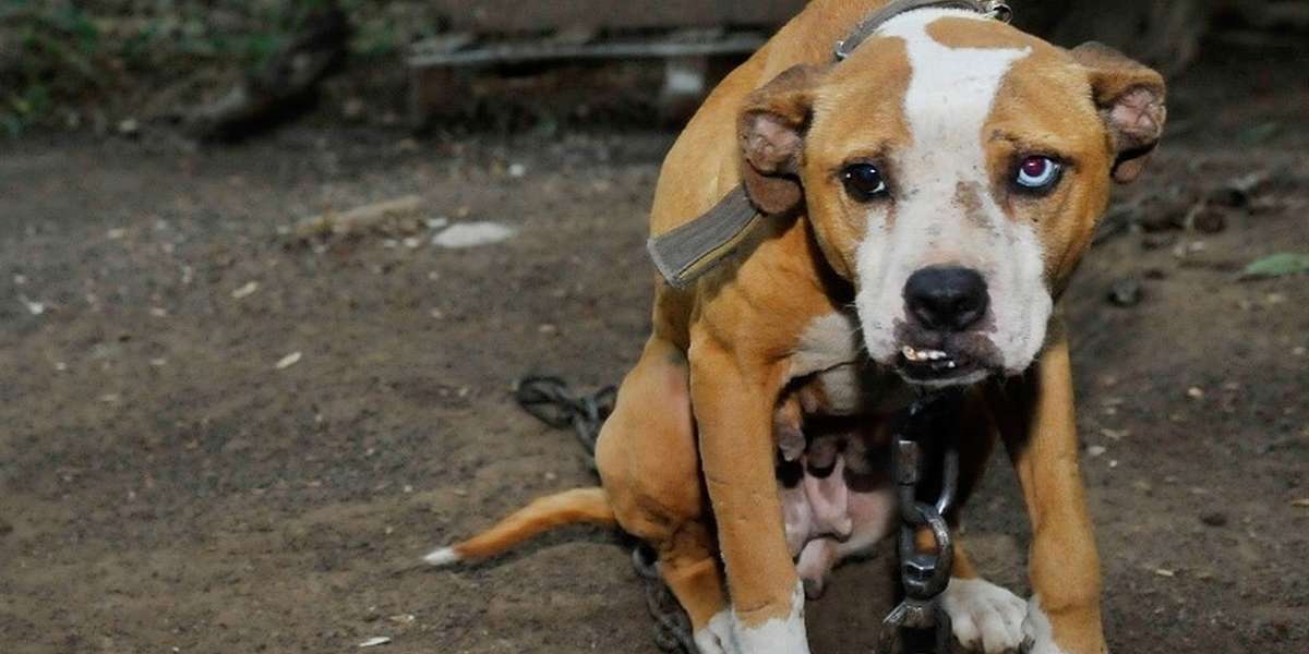 Dogfighting Raid Is Latest Victory In Nationwide Animal Rescue - The Dodo
