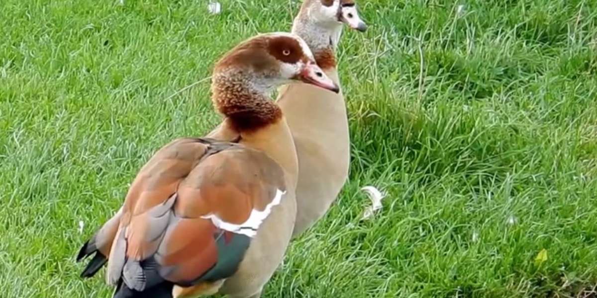'Mad Bird Lady' Never Gives Up On Injured Goose Reuniting With Mate ...