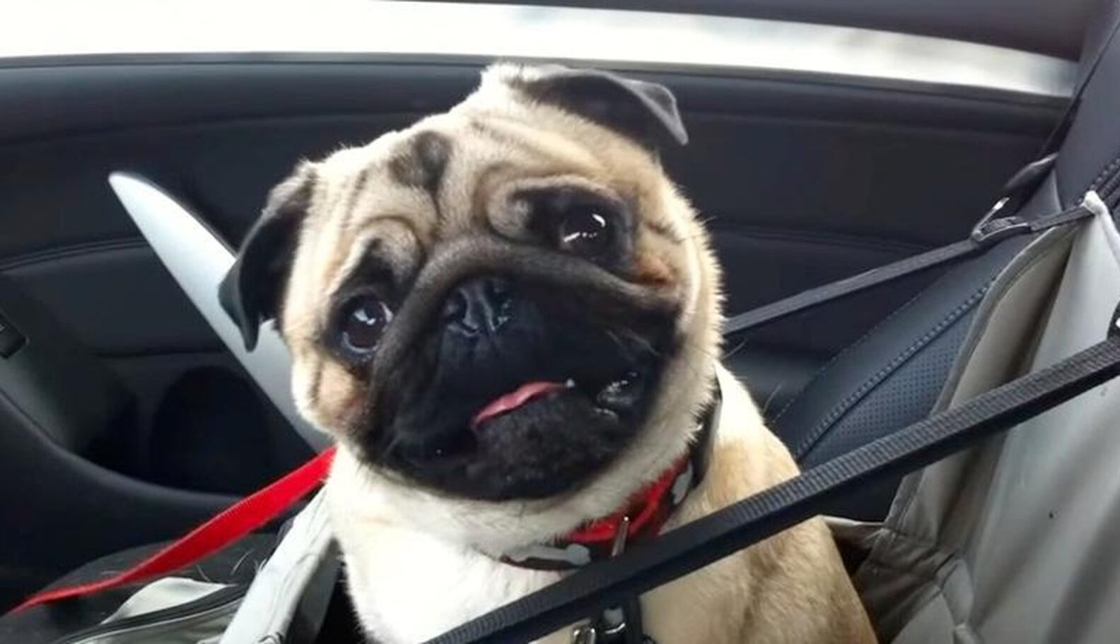 Pug Gets Super Excited When He Realizes Where His Dad Is Taking Him ...