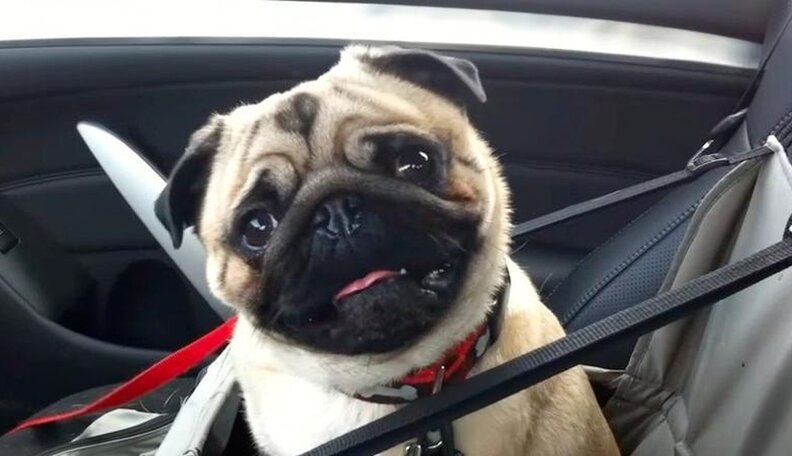 Pug Gets Super Excited When He Realizes Where His Dad Is Taking Him ...