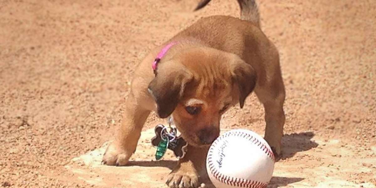 Puppy Dumped At Baseball Stadium Gets A Spot On The Team - The Dodo