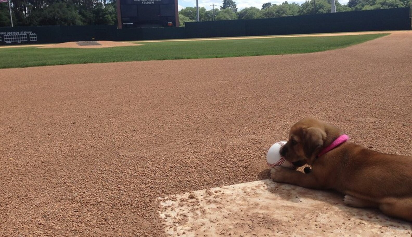Puppy Dumped At Baseball Stadium Gets A Spot On The Team - The Dodo