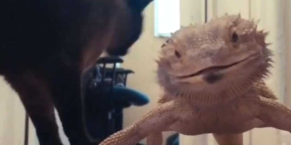 Rescued Cat And Lizard Are BFF Video - The Dodo