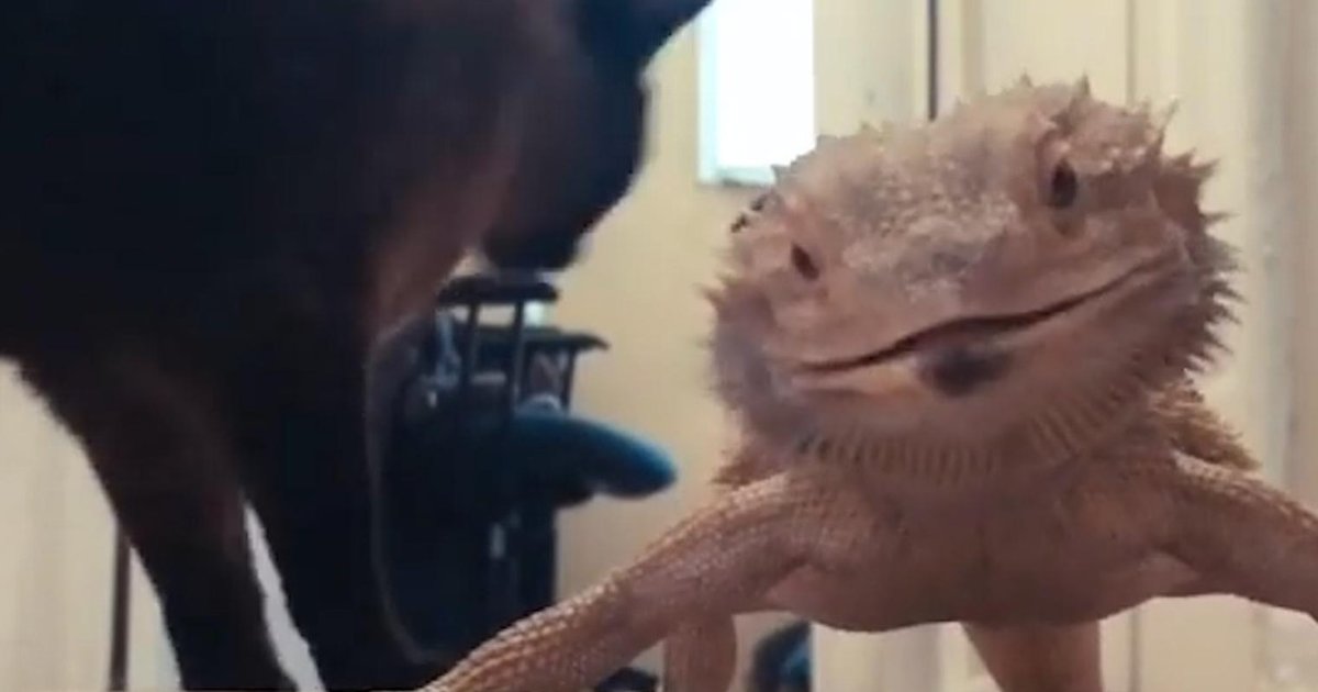 Rescued Cat And Lizard Are BFF Video - The Dodo