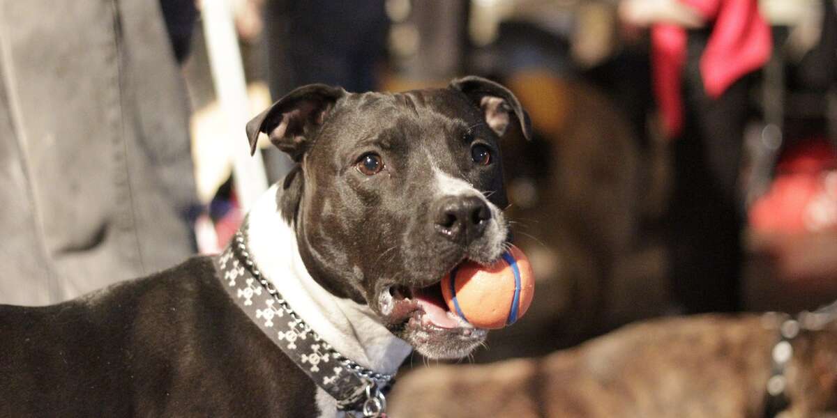 Putting An End To Breed Discrimination - The Dodo