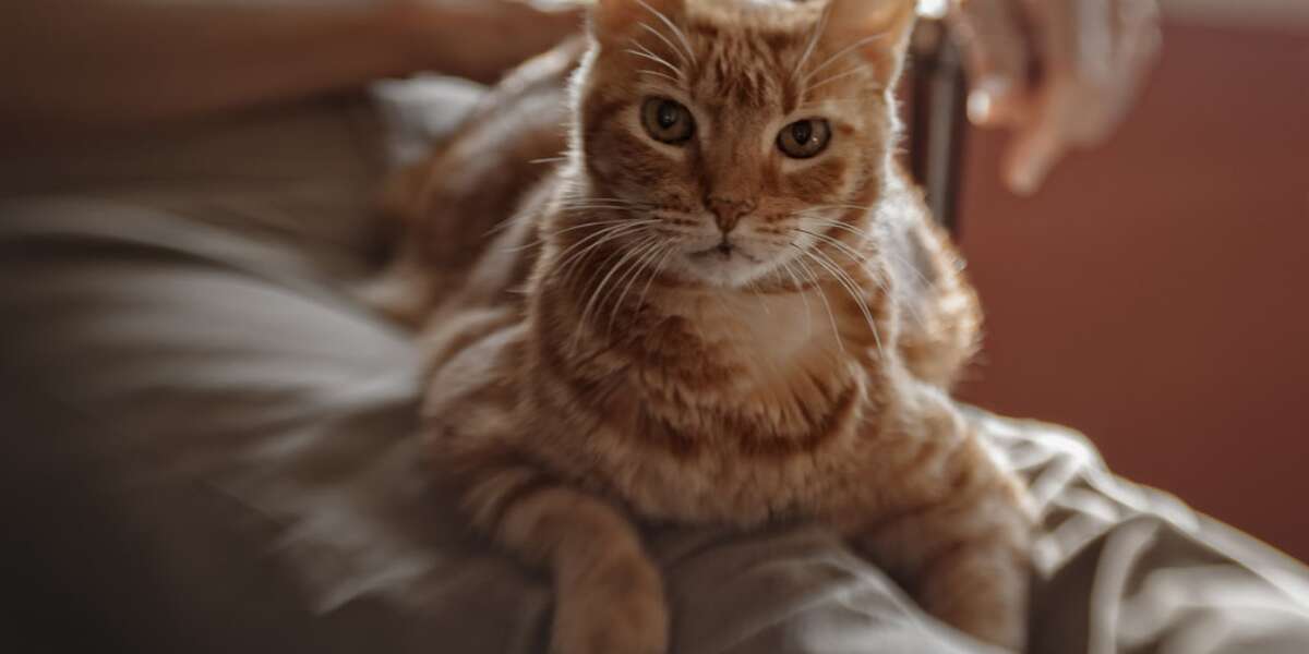 Dogs, Cats And Even Pet Spiders Can Help Children With Autism - The Dodo